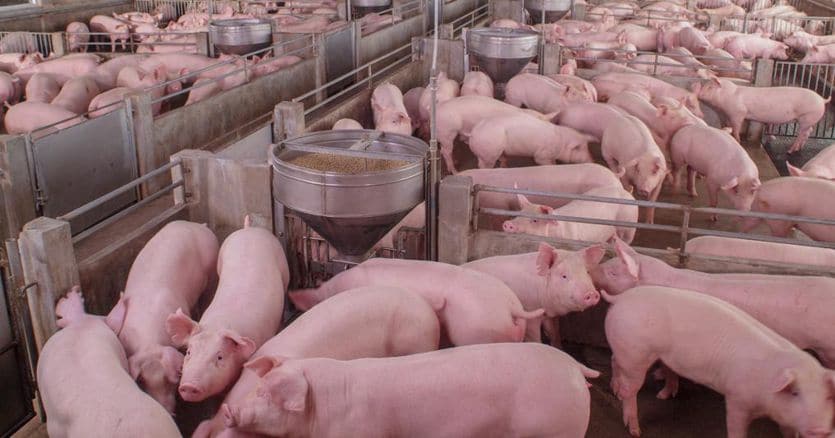 Carni suine, industria a rischio collasso: +40% rincari sulle materie ...