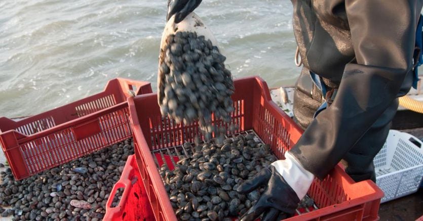 Vongole italiane, rinviato il divieto per la pesca delle taglie più ... Vongole italiane, rinviato il divieto per la pesca delle taglie più ...