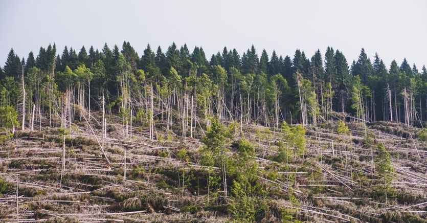 Biomasse solide: energia green e filiera corta. Ma fuori dal Recovery ...