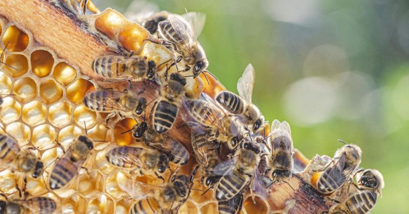 Giornata mondiale delle api, il miele italiano resiste a clima e import ...