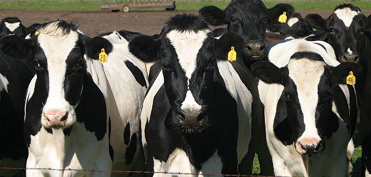 Assocarni: gli allevamenti italiani tra i più sostenibili al mondo - Il ...