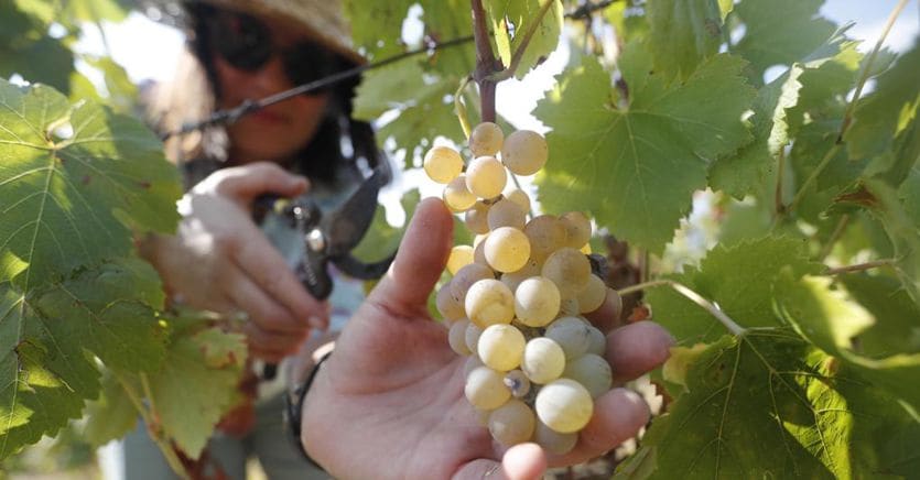 Non solo Prosek, vino italiano nel mirino: a rischio i fondi Ue per l ...