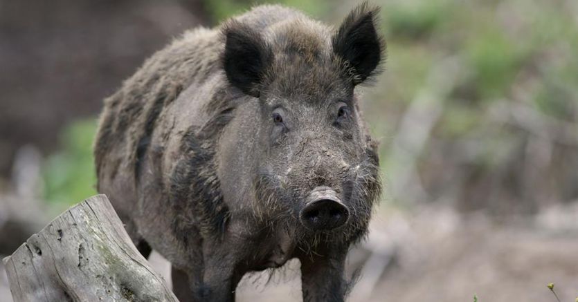 Peste suina, l’obiettivo è arrivare a regole chiare e condivise per le ...