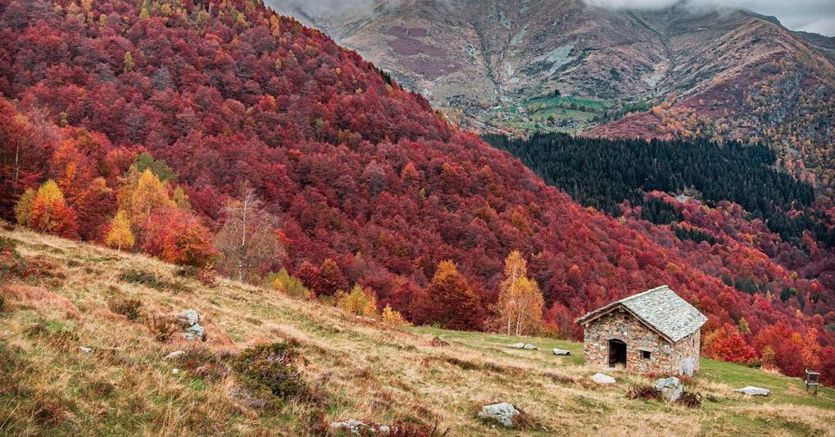 Piemonte: forest Bathing all'Oasi Zegna - Il Sole 24 ORE