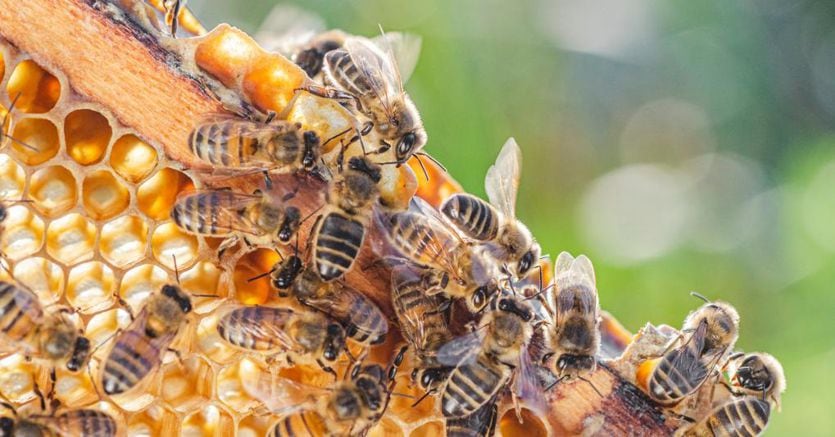 Biodiversità, in Toscana un progetto per tutelare l’habitat delle api ...
