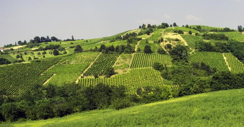 Prosit, una mappa interattiva online monitora la salute dei vigneti ...