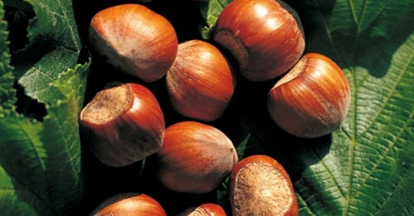 Nocciole sempre più preziose: coltivazioni e domanda in forte crescita ...