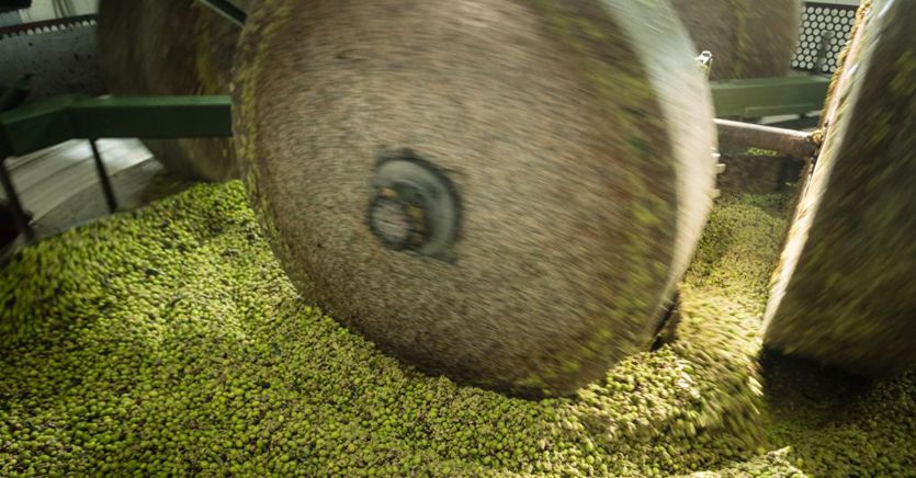 Agritech e olio di oliva: dal Pnrr in arrivo 500 milioni per l ...