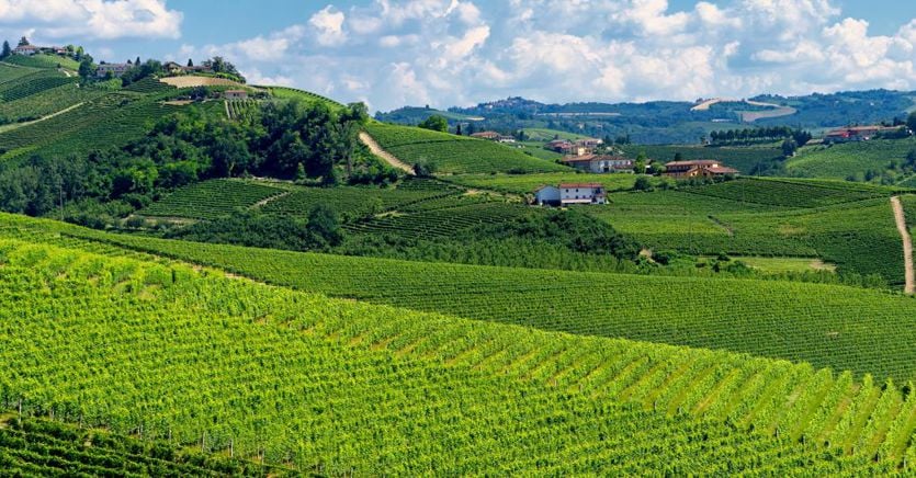 Il vigneto Italia vale 56 miliardi: in media 84mila euro per ettaro ...