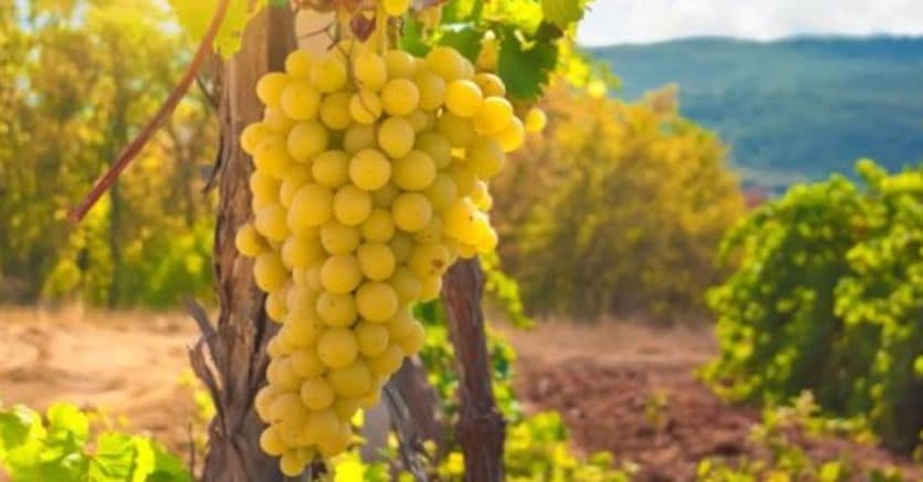 Il vero Zibibbo è a rischio estinzione (a Pantelleria, non nelle ...