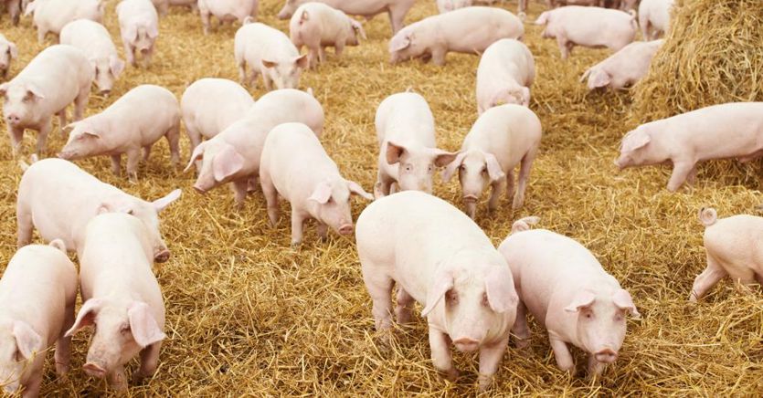 La peste suina arriva negli allevamenti pavesi, alzate tutte le misure ...