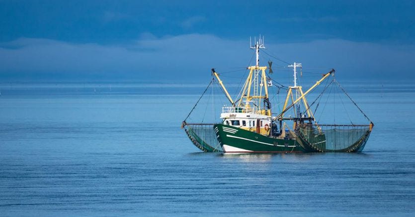 Federpesca e Msc, al via la collaborazione per una pesca più ...