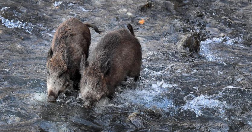 Peste suina, allevamenti ormai sul lastrico - Il Sole 24 ORE