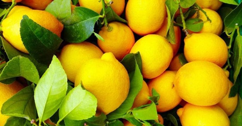 Polenghi Food punta sulla filiera sostenibile: 100 milioni di fatturato ...