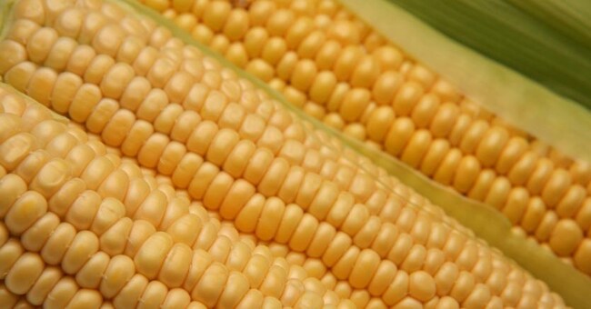 Alla Corte di Giustizia inizia la discussione sul mais transgenico in ...