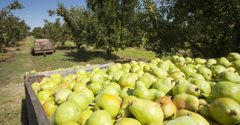 Pere italiane, leader in Europa e a caccia di spazi sulle tavole ...