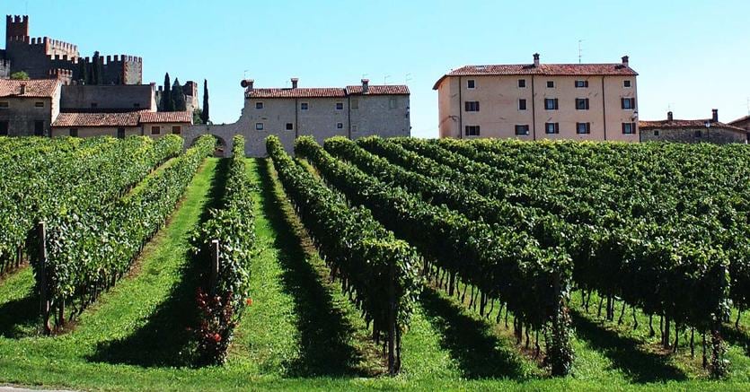L’eredità di Nino Bixio nei vini della Doc Arcole - Il Sole 24 ORE