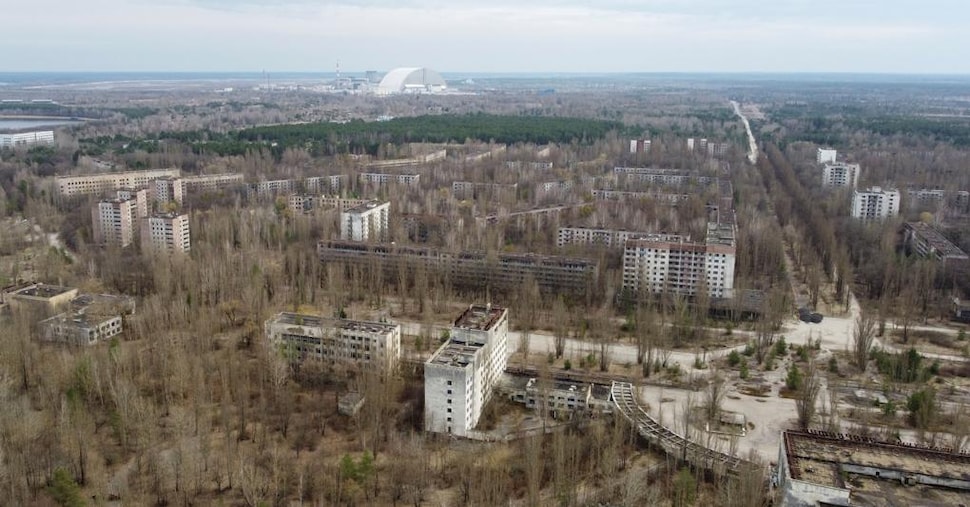 US study: cancer-resistant mutant wolves at Chernobyl - Il Sole 24 ORE