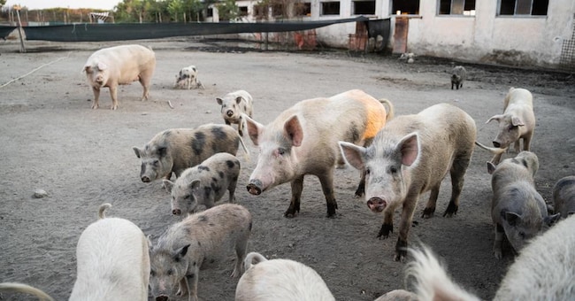 Peste suina, no all’abbattimento di cinghiali e maiali della «Sfattoria ...