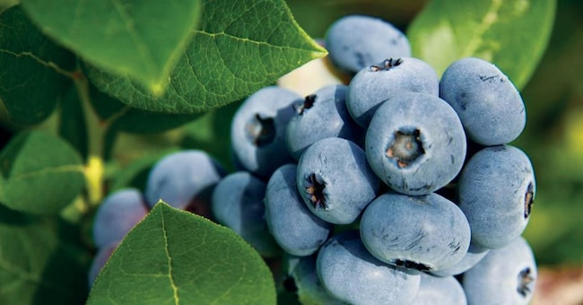 Il mirtillo sbarca al Sud e resiste al calo dei consumi di frutta - Il ...