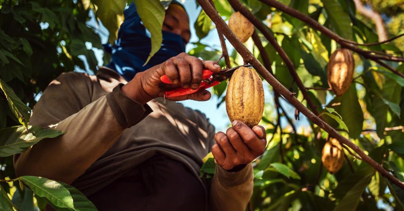 Cacao, le forti piogge in Costa d’Avorio e Ghana mandano i prezzi alle ...