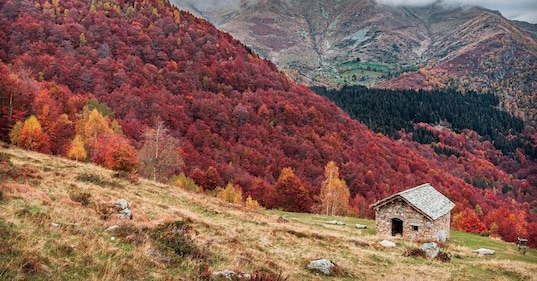 Piemonte: forest Bathing all'Oasi Zegna - Il Sole 24 ORE