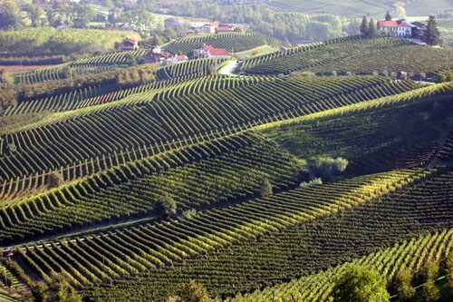 Prezzi dei vigneti: Valpolicella col vento in poppa. Restano top i cru ...