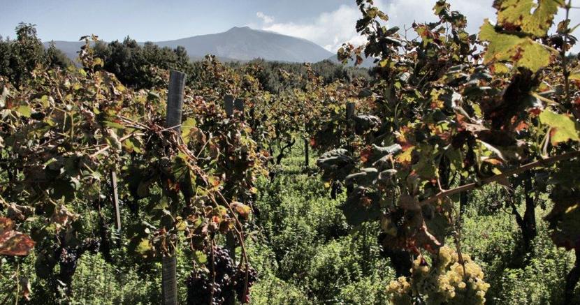 A scuola nei vigneti dell’Etna. I corsi di "antica viticoltura": 15 ...