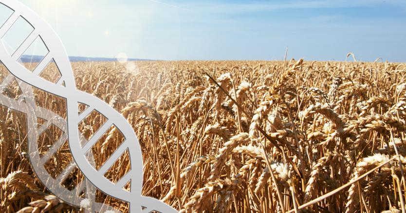 Completato il «Dna della pasta»: quasi 4 volte più grande di quello ...