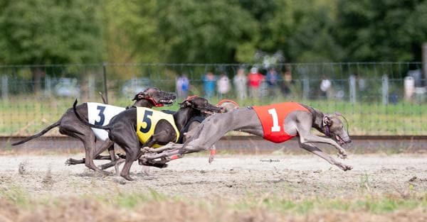 Ok del Tar Veneto alle corse amatoriali dei levrieri - Il Sole 24 ORE