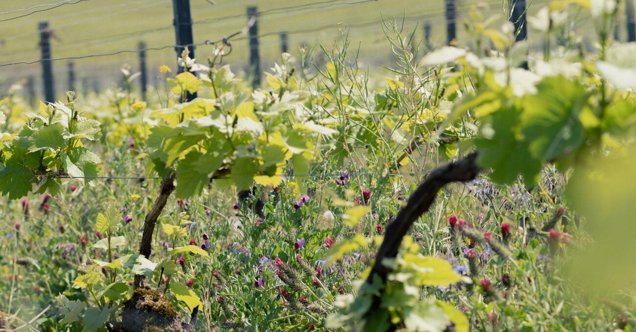 Erbe matte e fiori: perché le nuove vigne assomigliano a giardini e ...
