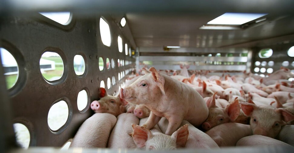 «Salvare Mantova e Cremona dalla peste» - Il Sole 24 ORE