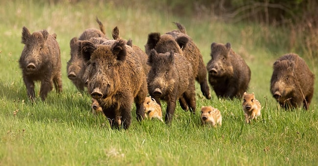 The army takes the field against swine fever - Il Sole 24 ORE