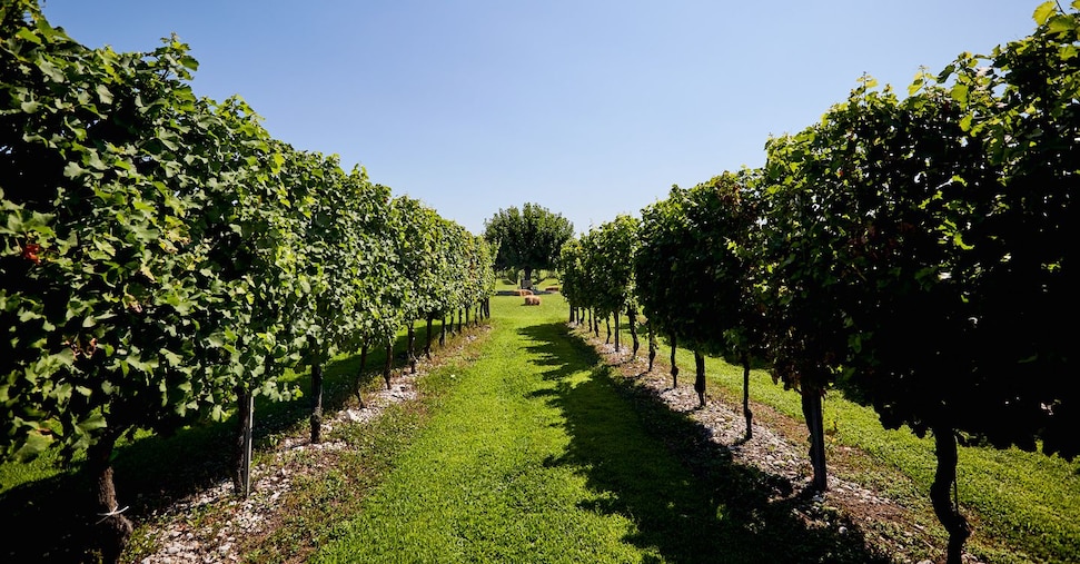 Il Pinot Grigio rivoluziona il disciplinare - Il Sole 24 ORE