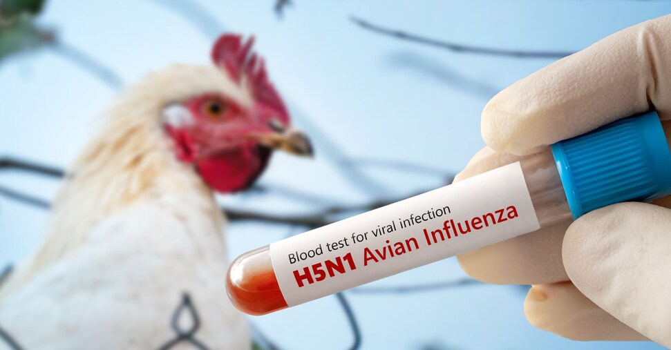 Influenza aviaria: a che punto è la diffusione e perché bisogna agire ...