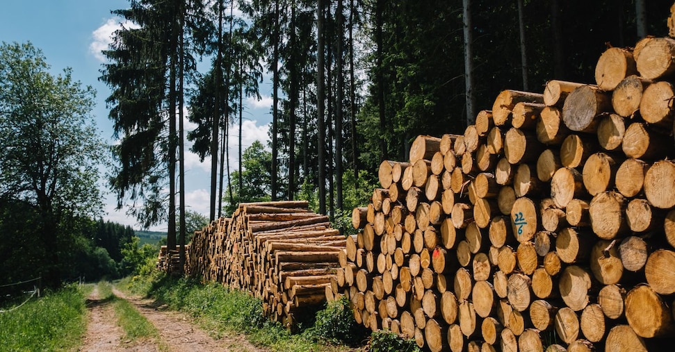 Wood, rising prices continue in early 2025 - Il Sole 24 ORE