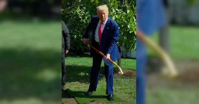 Donald Trump pianta una «MAGAnolia» alla Casa Bianca dopo la rimozione ...