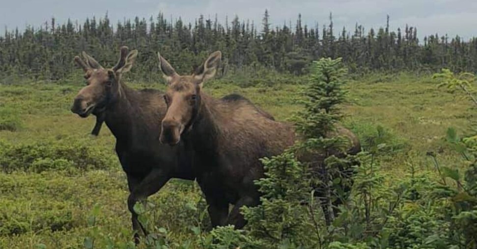 Tra le alci e i calcari di Pistolet Bay e Table Point - Il Sole 24 ORE