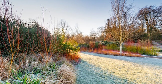 Harlow Carr nello Yorkshire tra cornioli, viburni e salici - Il Sole 24 ORE