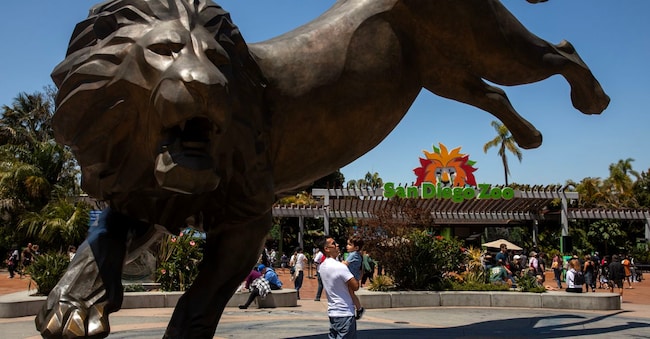 An area for elephants at the San Diego Zoo - Il Sole 24 ORE