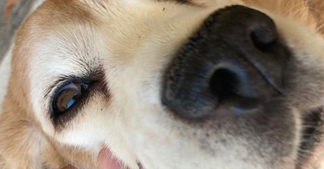 From passport to microchip: from today the rules for dogs and cats ...