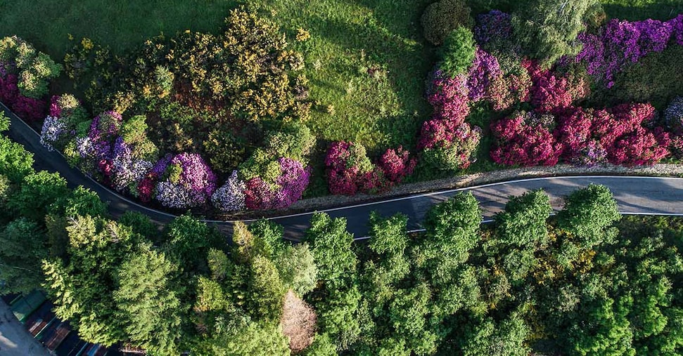 Piemonte. Tra i colori della Conca dei Rododendri all’Oasi Zegna - Il ...