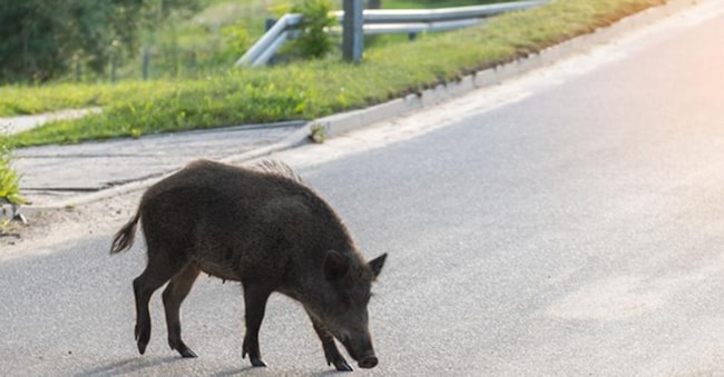 Accident with wildlife, driver has to prove diligent behaviour - Il ...