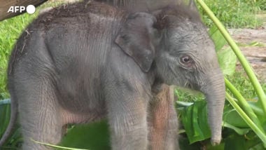 Indonesia, nato un cucciolo di elefante di Sumatra - Il Sole 24 ORE