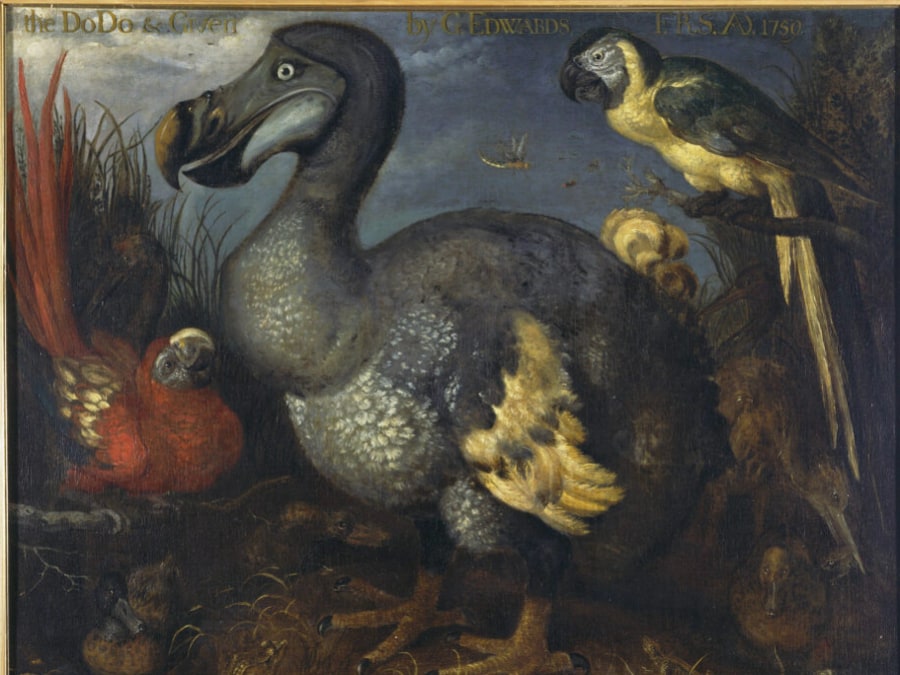 Savery, il pittore tuttofare del leggendario Dodo - Il Sole 24 ORE