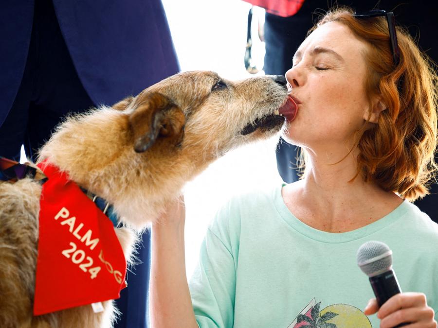 Recitare da cani: Kodi e gli altri cani premiati a Cannes - Il Sole 24 ORE