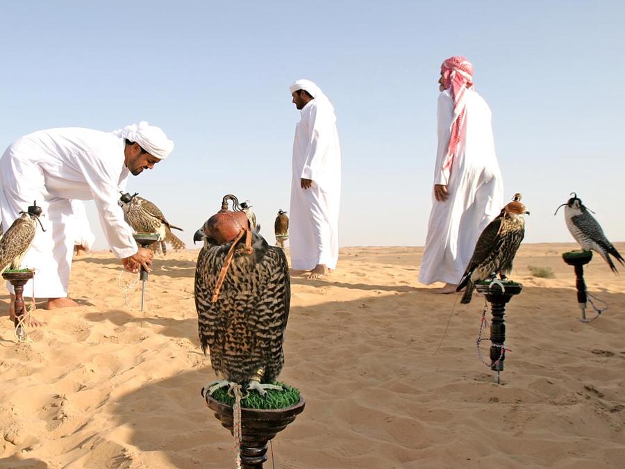 L’arte della falconeria dall’Austria agli Emirati - Il Sole 24 ORE