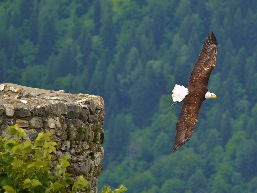 L’arte della falconeria dall’Austria agli Emirati - Il Sole 24 ORE