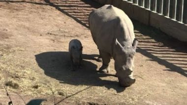 Timbo, il baby rinoceronte tenerissimo dello zoo di Amnéville - Il Sole ...