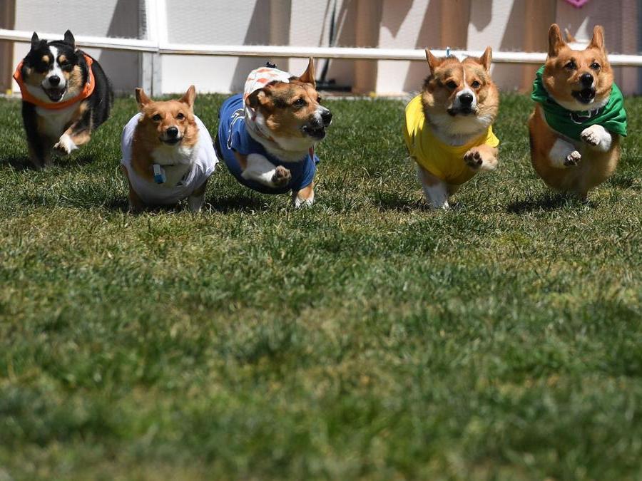 In California il campionato «Corgi Nationals» per il titolo di cane più ...